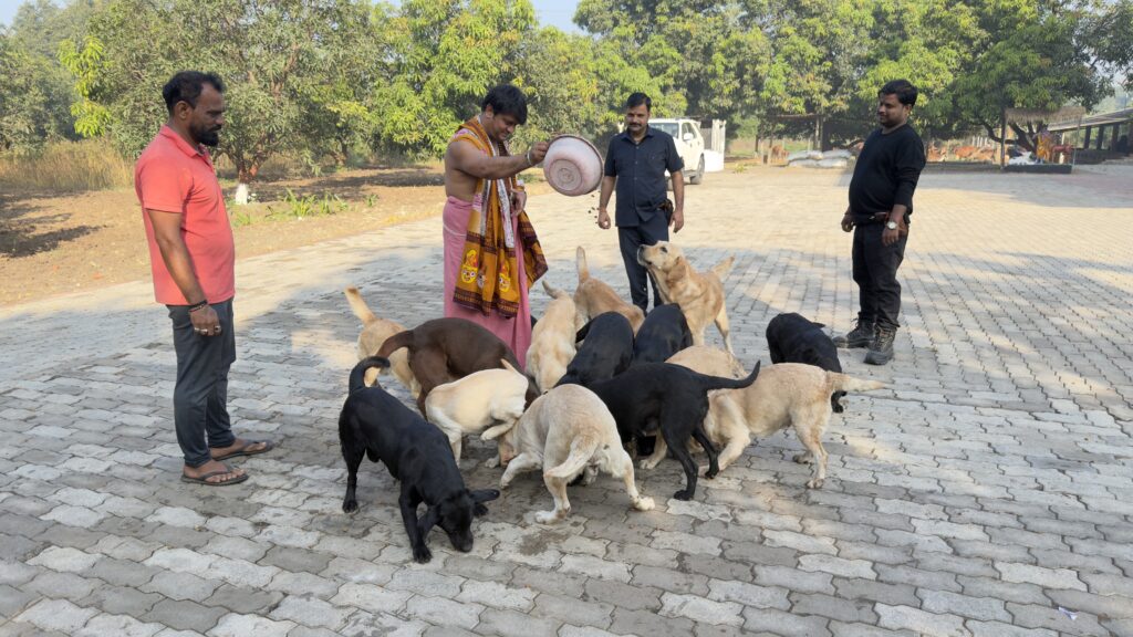 The Sacred Companions: Why Animals, Especially Dogs, Hold Deep ...